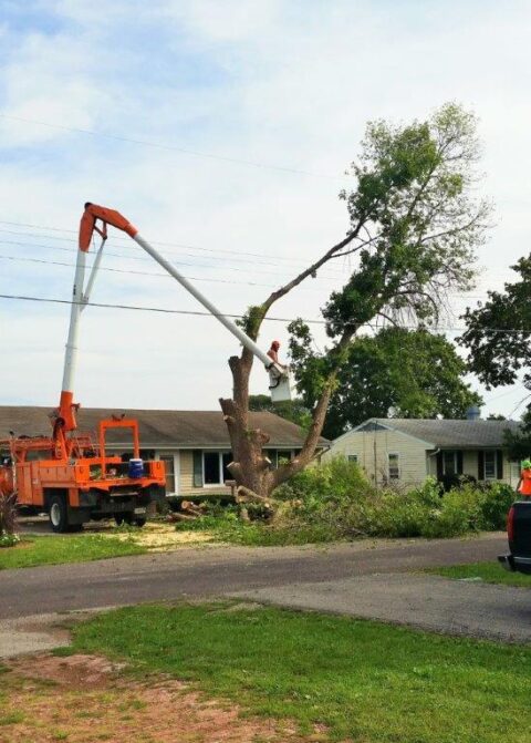 Tree Service in Galesburg, IL | Plue’s Tree Service